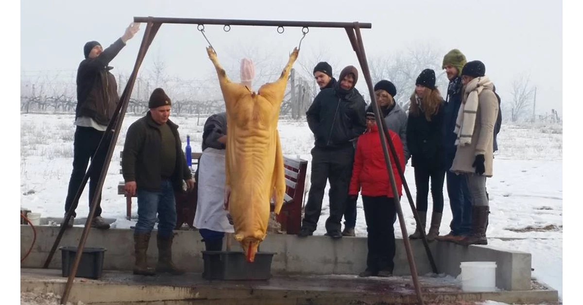 Falusi disznóvágás, disznóölés, disznótor Monoron
