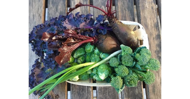 Talaj Humusz Menedzsment-Humuszépítő gazdálkodás együttműködésben a ...